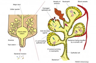 Farm Health Online – Animal Health and Welfare Knowledge Hub – Mastitis ...