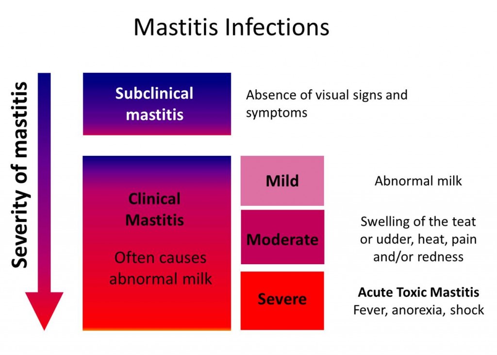 Farm Health Online – Animal Health and Welfare Knowledge Hub – Mastitis