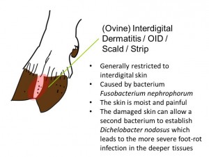 Farm Health Online – Animal Health and Welfare Knowledge Hub – Lameness ...
