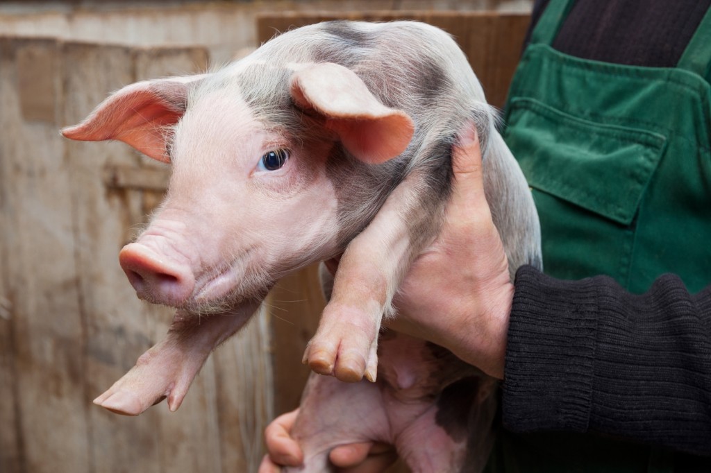 Farm Health Online – Animal Health and Welfare Knowledge Hub – Pig ...